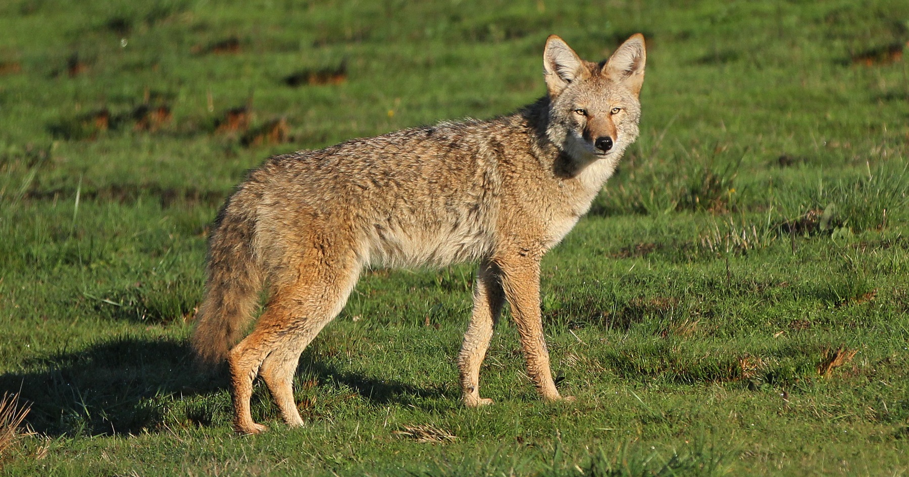Coyote Doyenne Telegraph