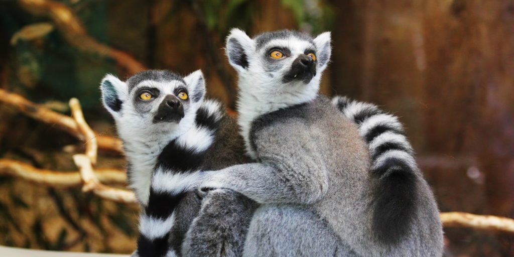 Zoo Workers From Around The World Share Their Memorable Animal Stories ...