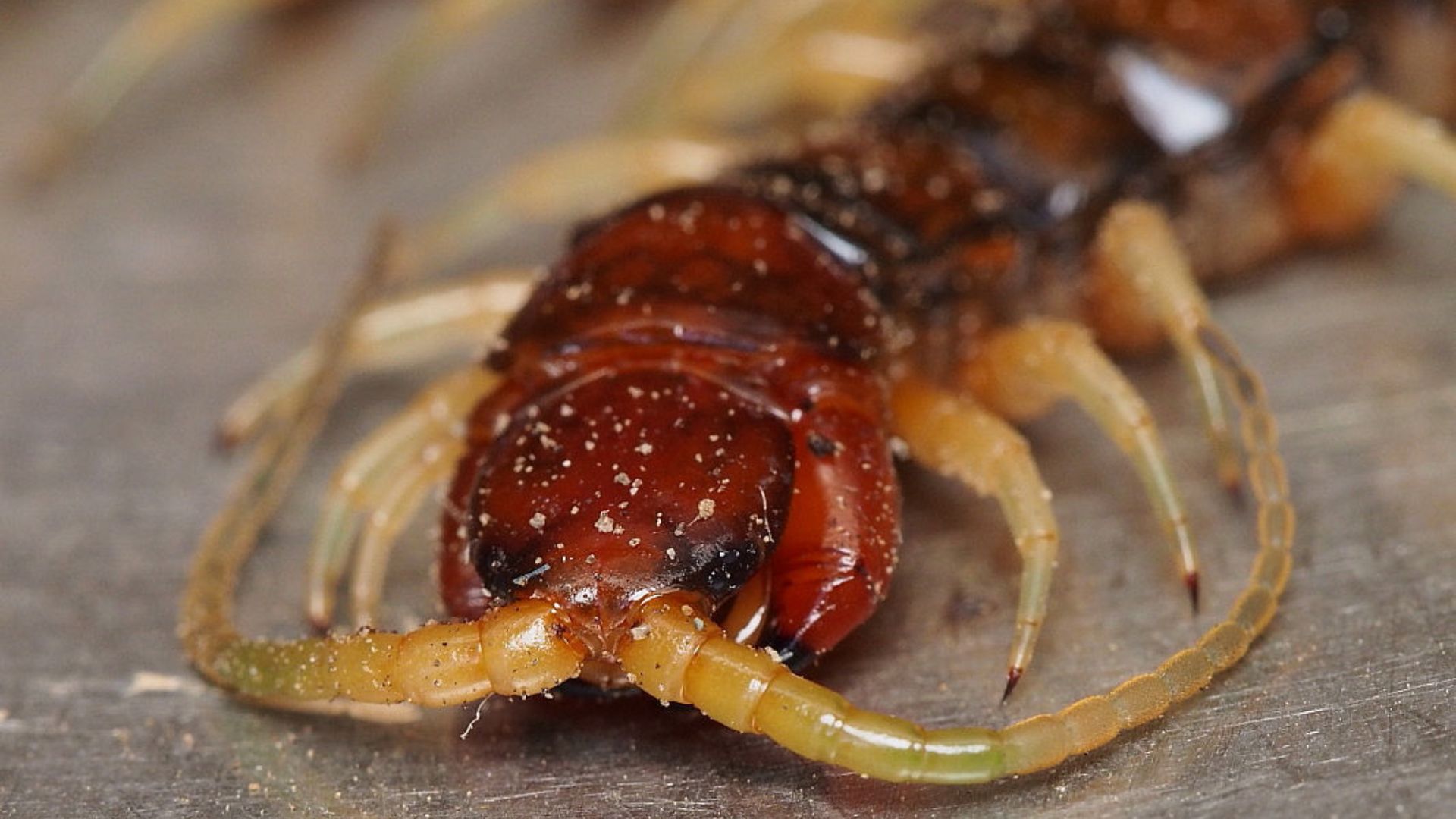 Australia's Most Dangerous Animals, Ranked - RoughMaps