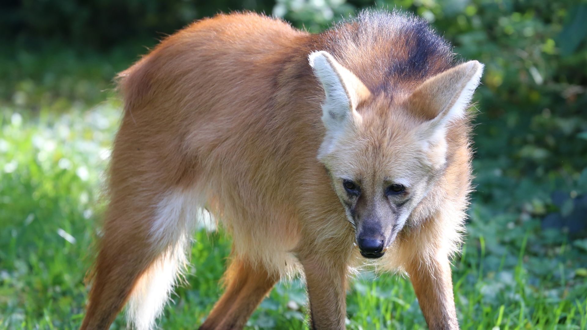 40 Animals From Around The World That Look Like Aliens - RoughMaps