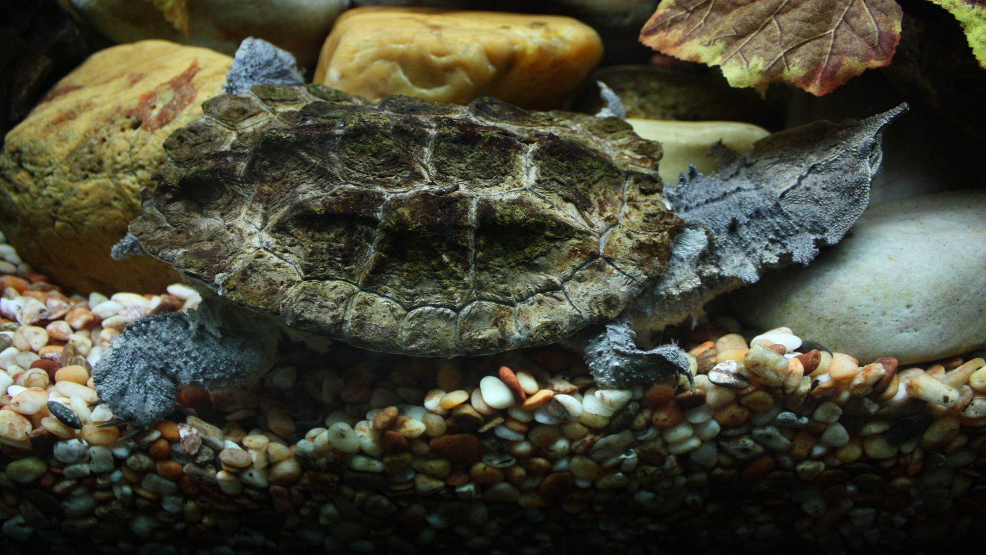 40 Animals From Around The World That Look Like Aliens - RoughMaps