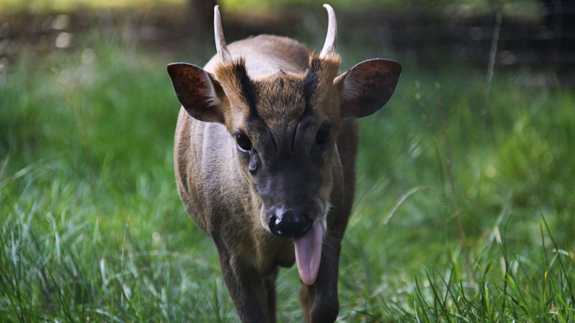 40 Animals From Around The World That Look Like Aliens - RoughMaps