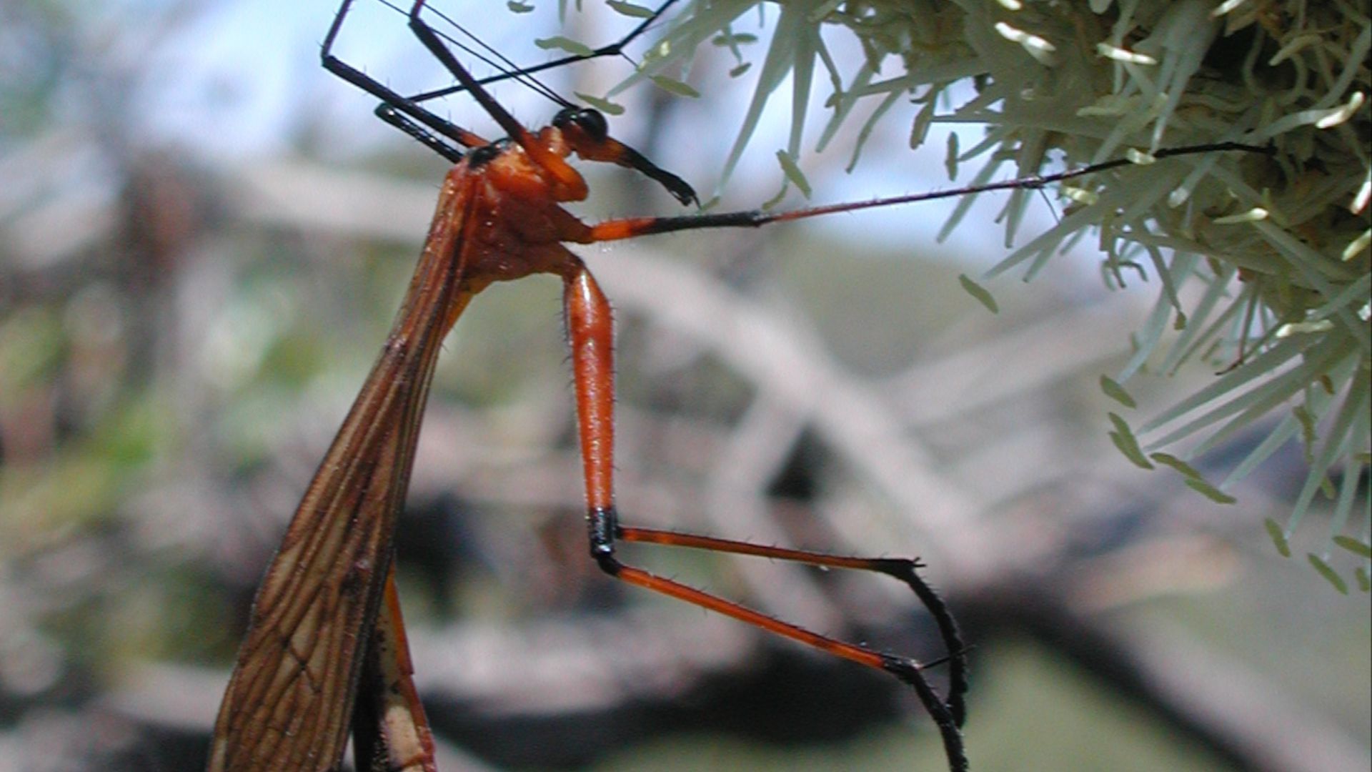 40 Animals From Around The World That Look Like Aliens - RoughMaps
