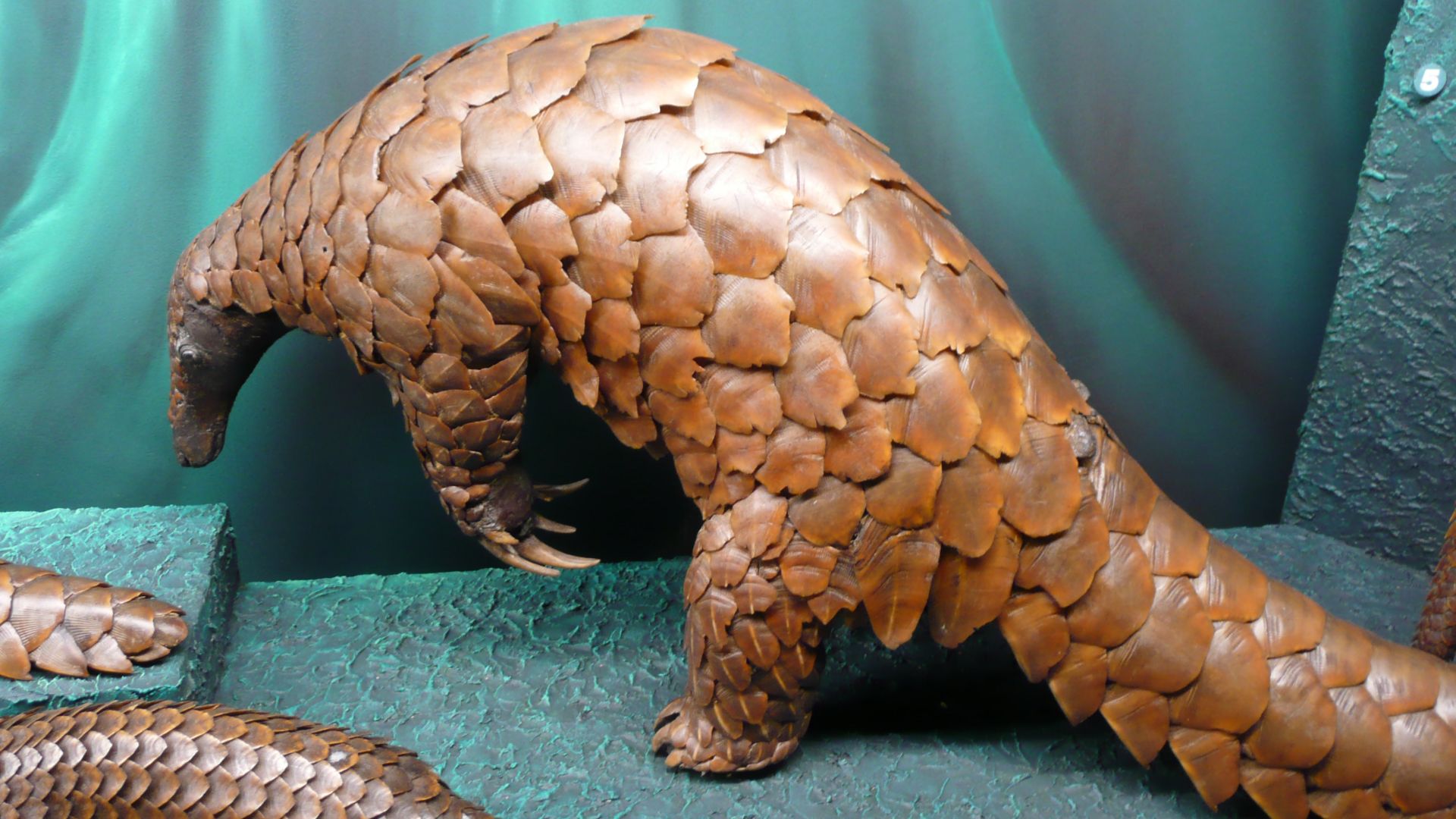 10 Animals That Were Considered Cryptids Before Being Discovered & 10 ...