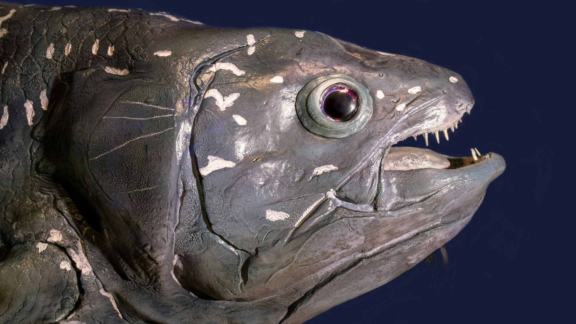 10 Animals That Were Considered Cryptids Before Being Discovered & 10 ...