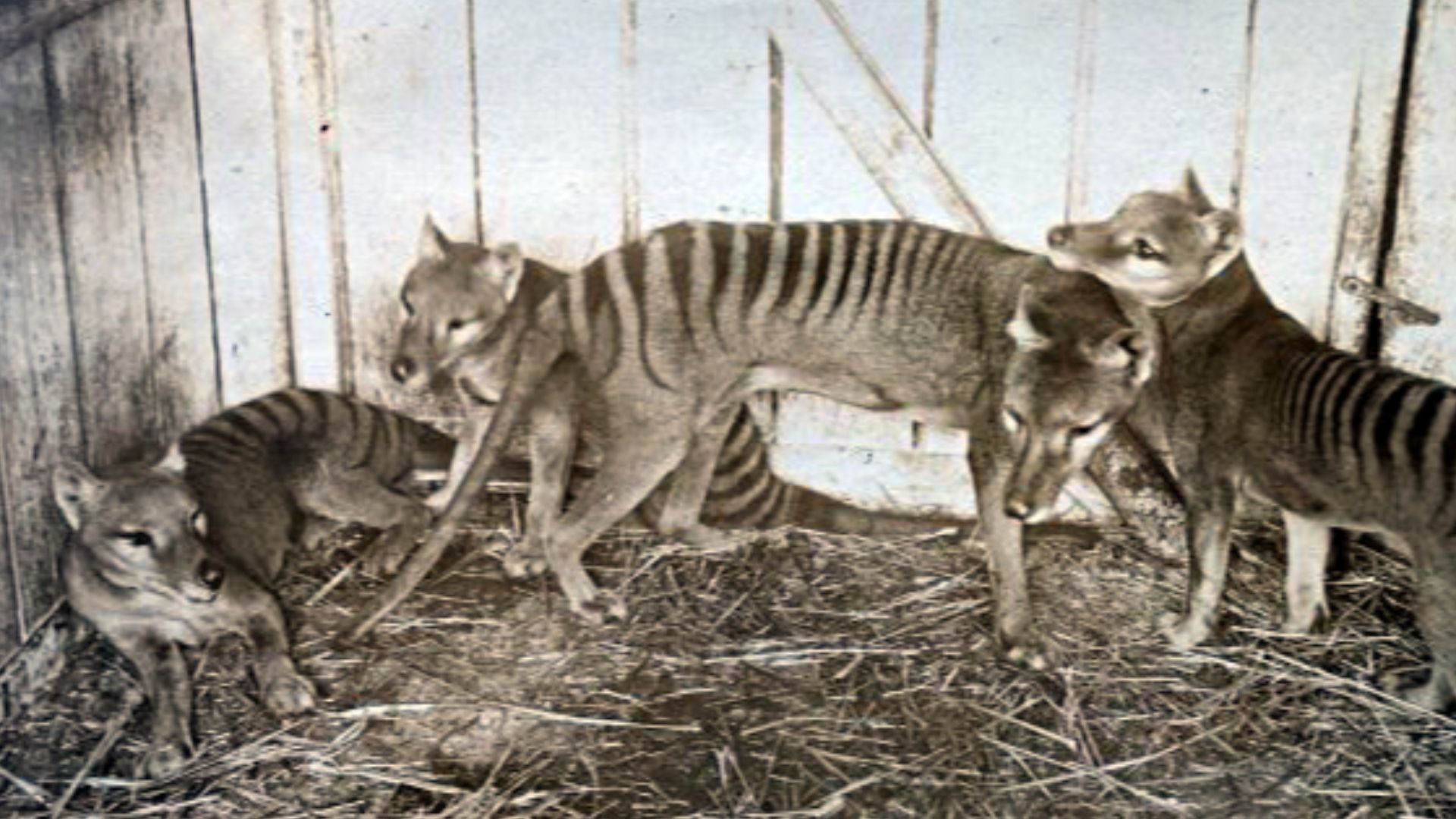 10 Animals That Were Considered Cryptids Before Being Discovered & 10 ...