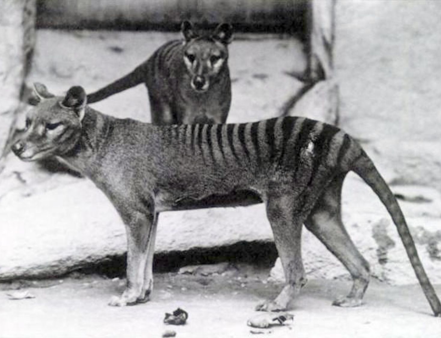 10 Animals That Were Considered Cryptids Before Being Discovered & 10 ...