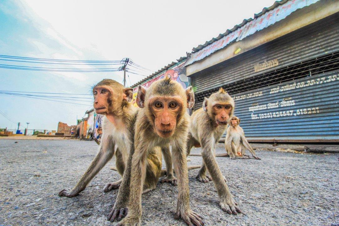 Monkey Alert: Tourists And Locals Share Wild Encounters With Monkeys ...