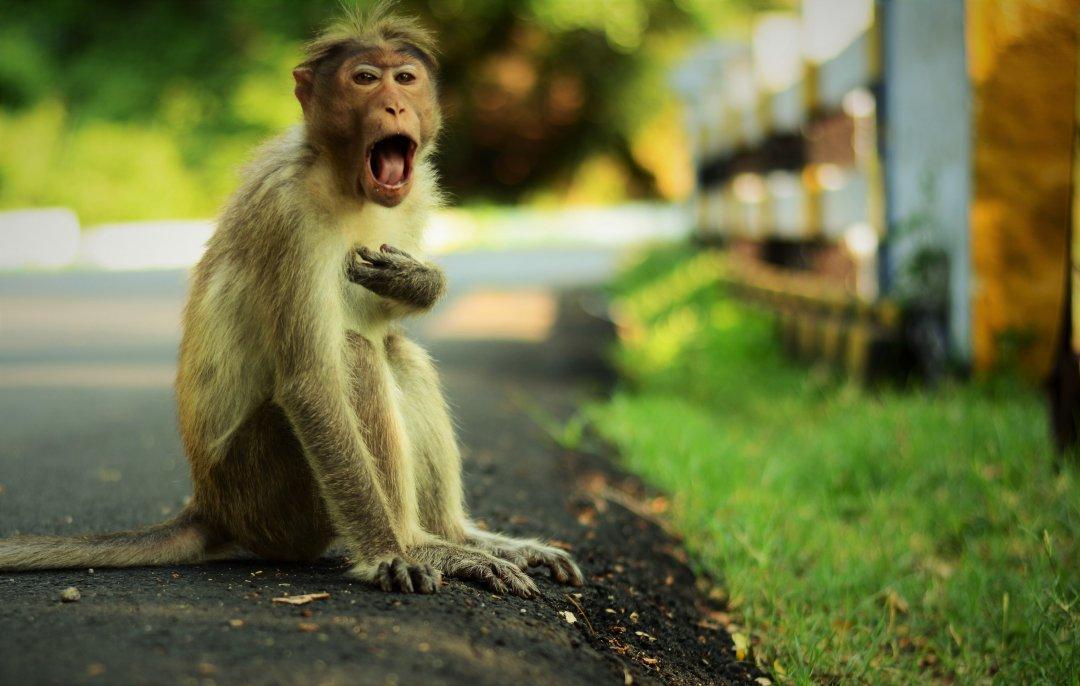 Monkey Alert: Tourists And Locals Share Wild Encounters With Monkeys ...