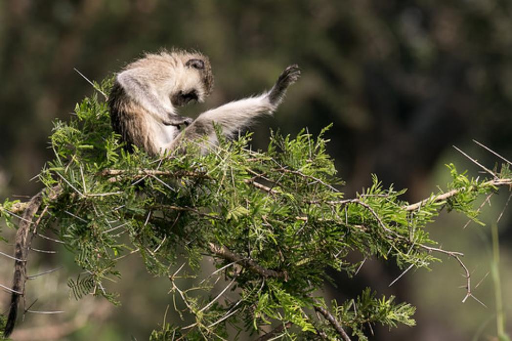 Monkey Alert: Tourists And Locals Share Wild Encounters With Monkeys ...