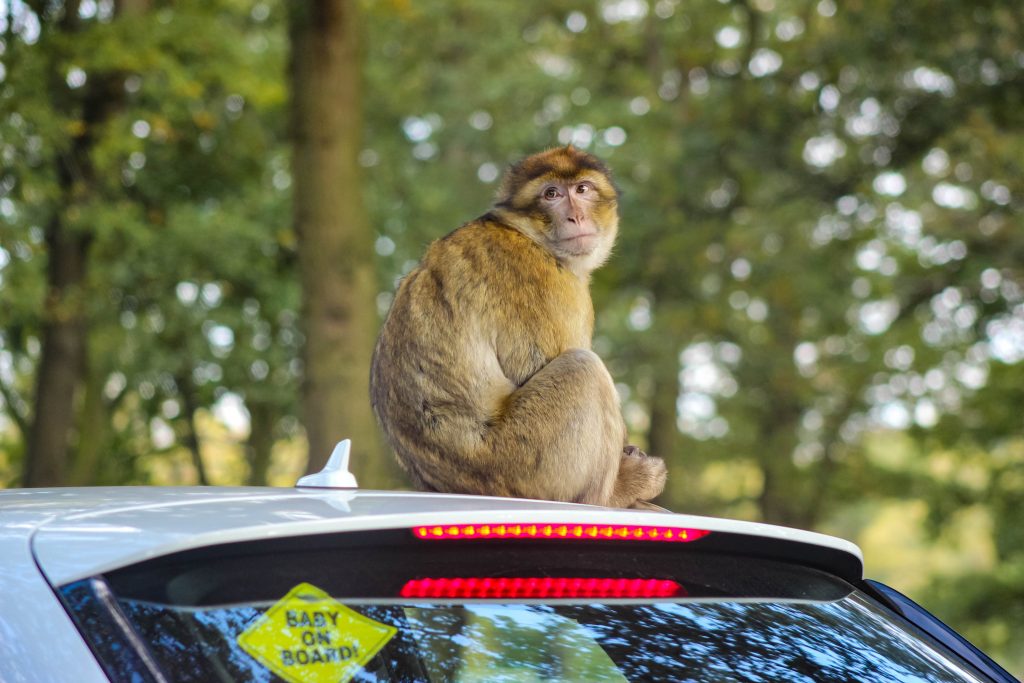 Monkey Alert: Tourists And Locals Share Wild Encounters With Monkeys ...