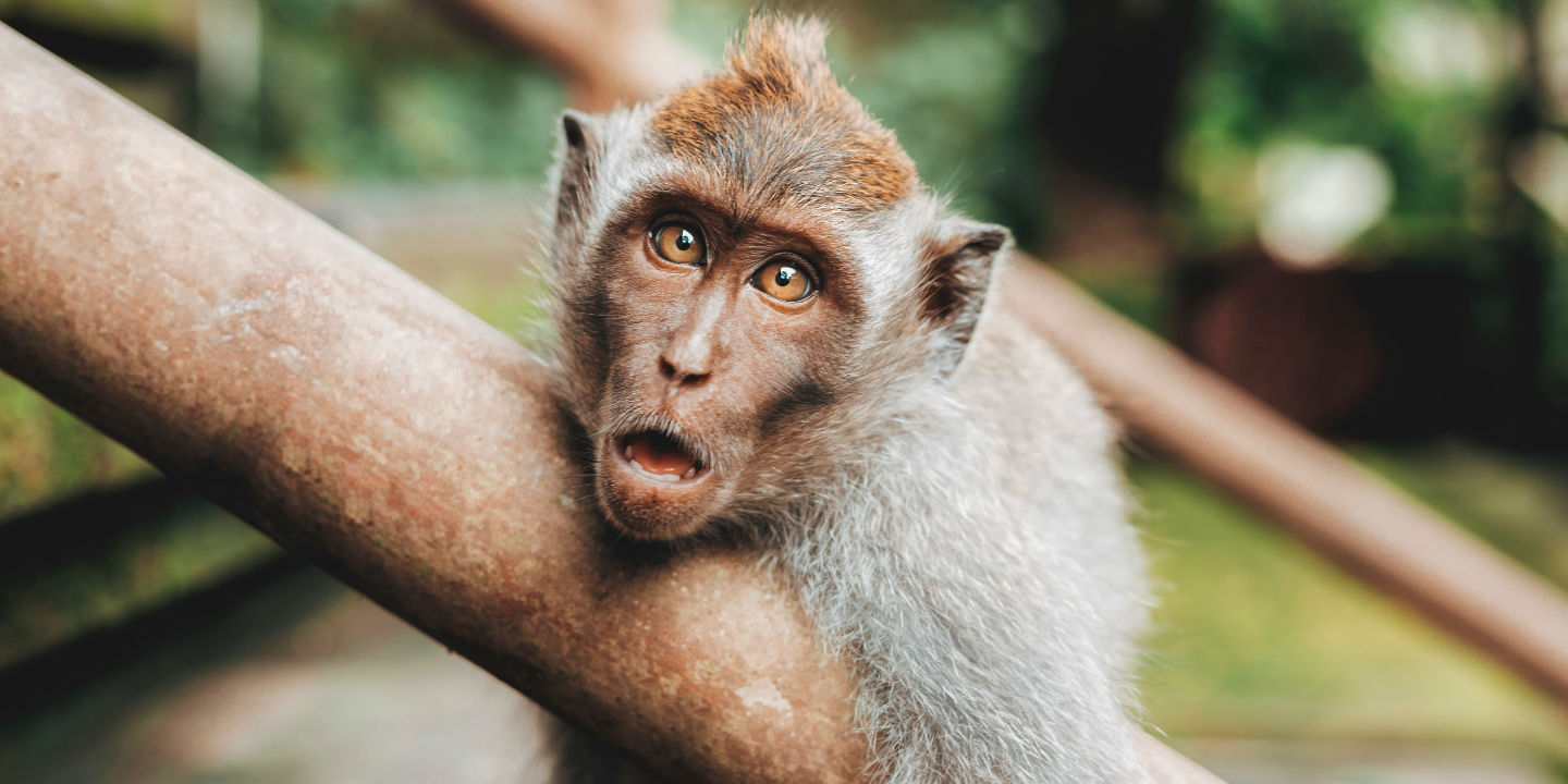 Monkey Alert: Tourists And Locals Share Wild Encounters With Monkeys ...