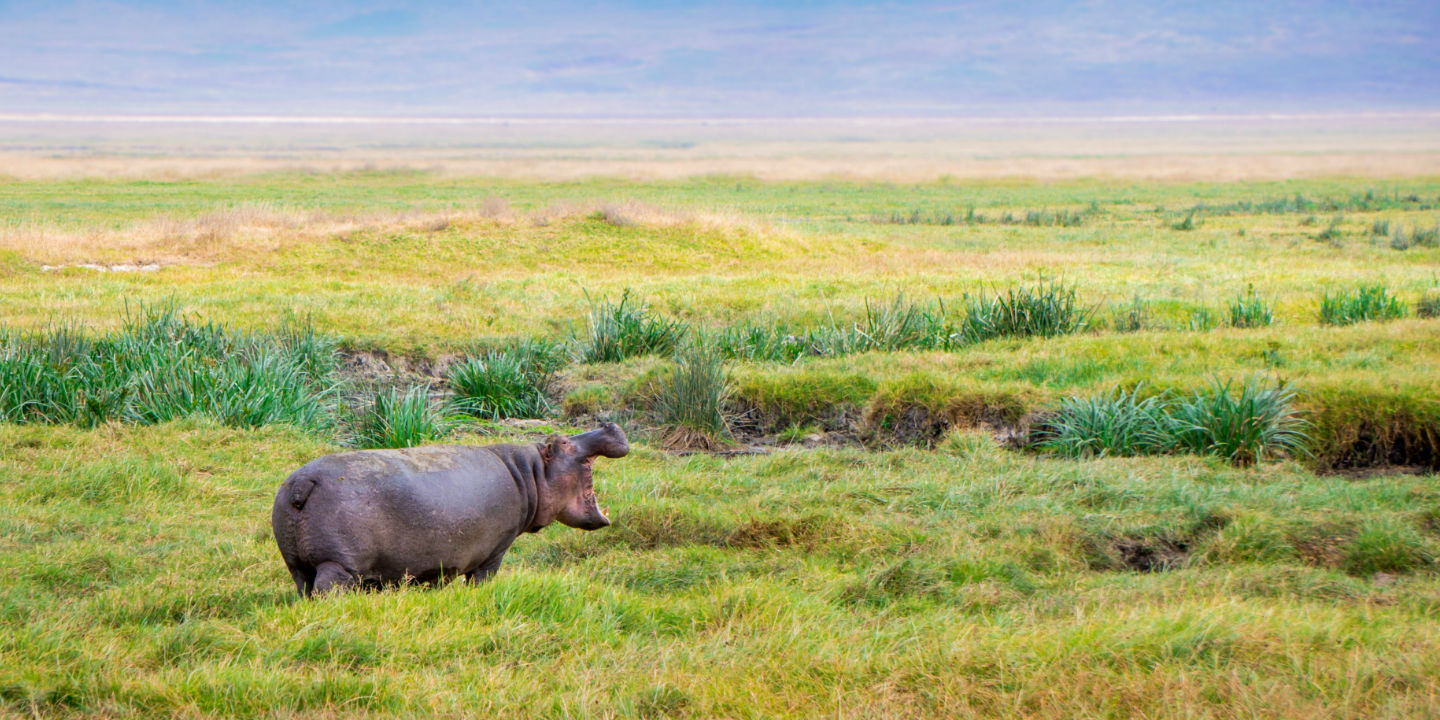 People Share The Local Animals From Their Countries That You Should ...