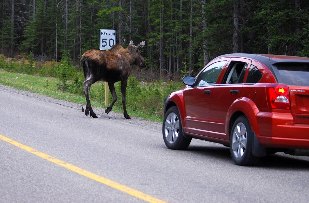 People From Around The World Share Their Intense Encounters With Wild ...