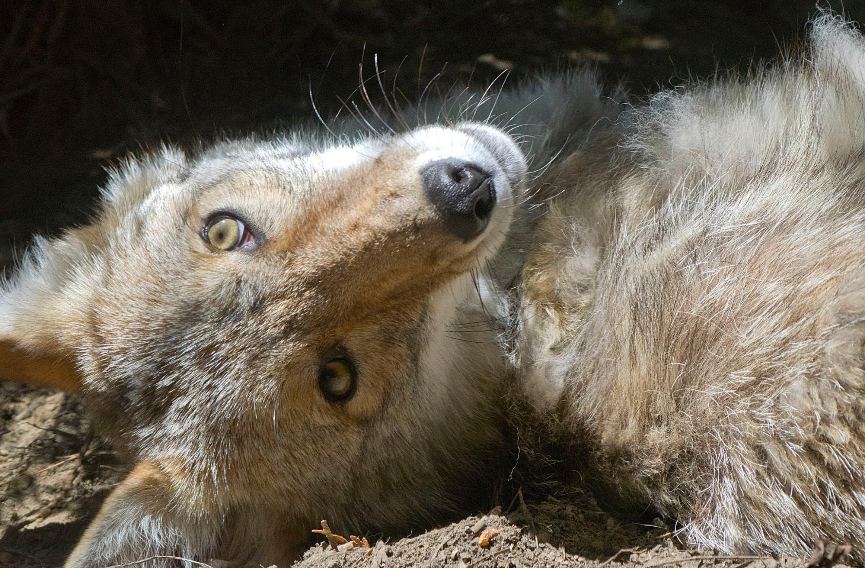People From Around The World Share Their Intense Encounters With Wild ...