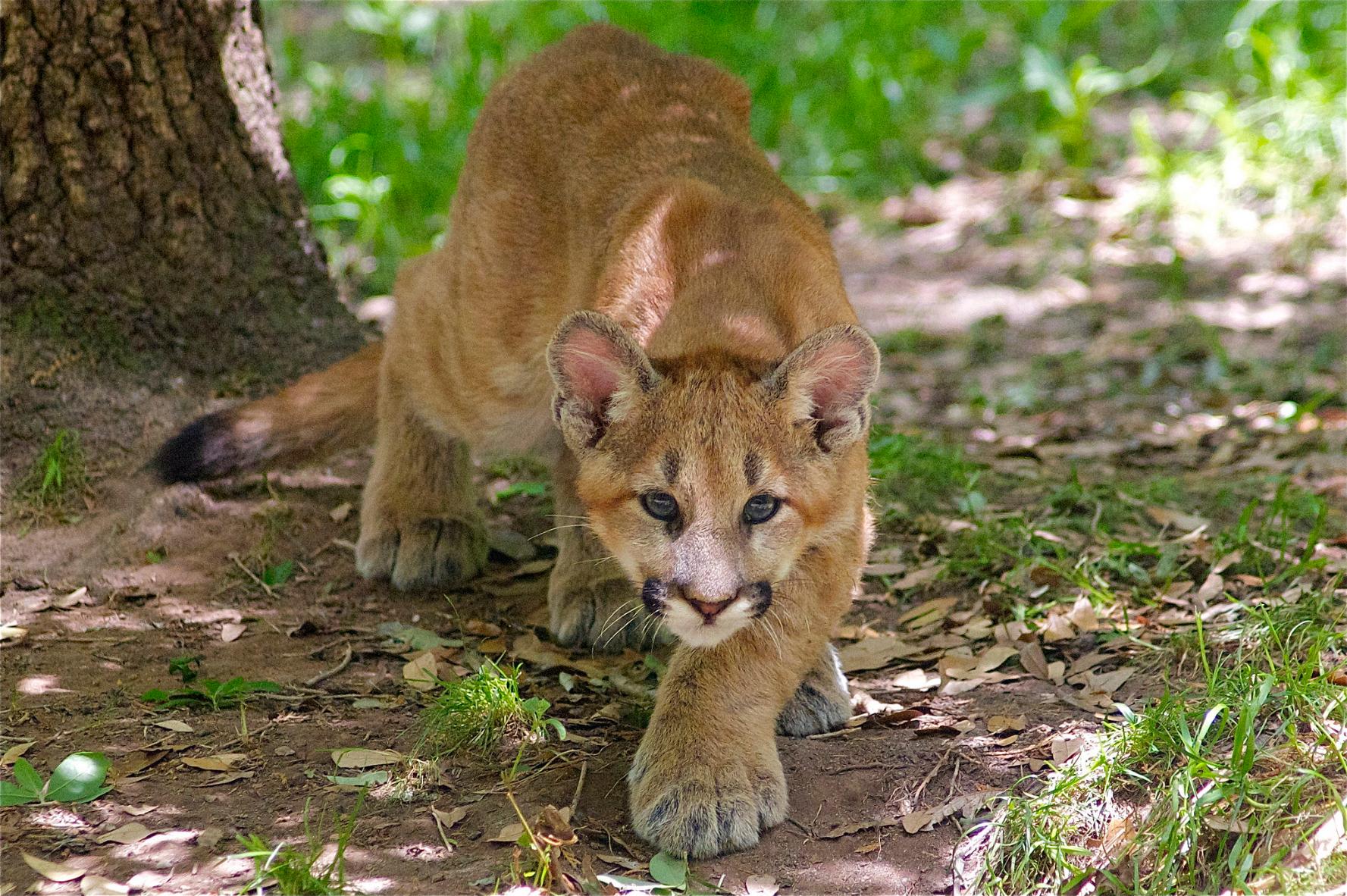 People From Around The World Share Their Intense Encounters With Wild ...