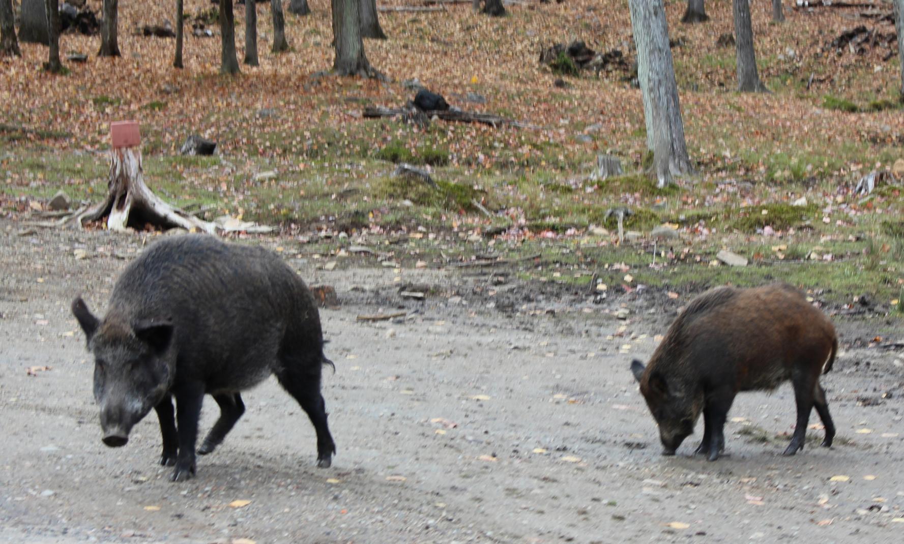 People From Around The World Share Their Intense Encounters With Wild ...