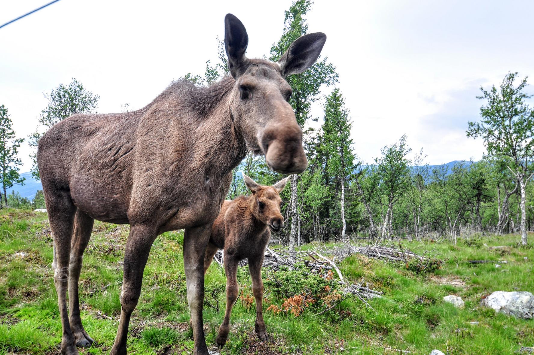People From Around The World Share Their Intense Encounters With Wild ...