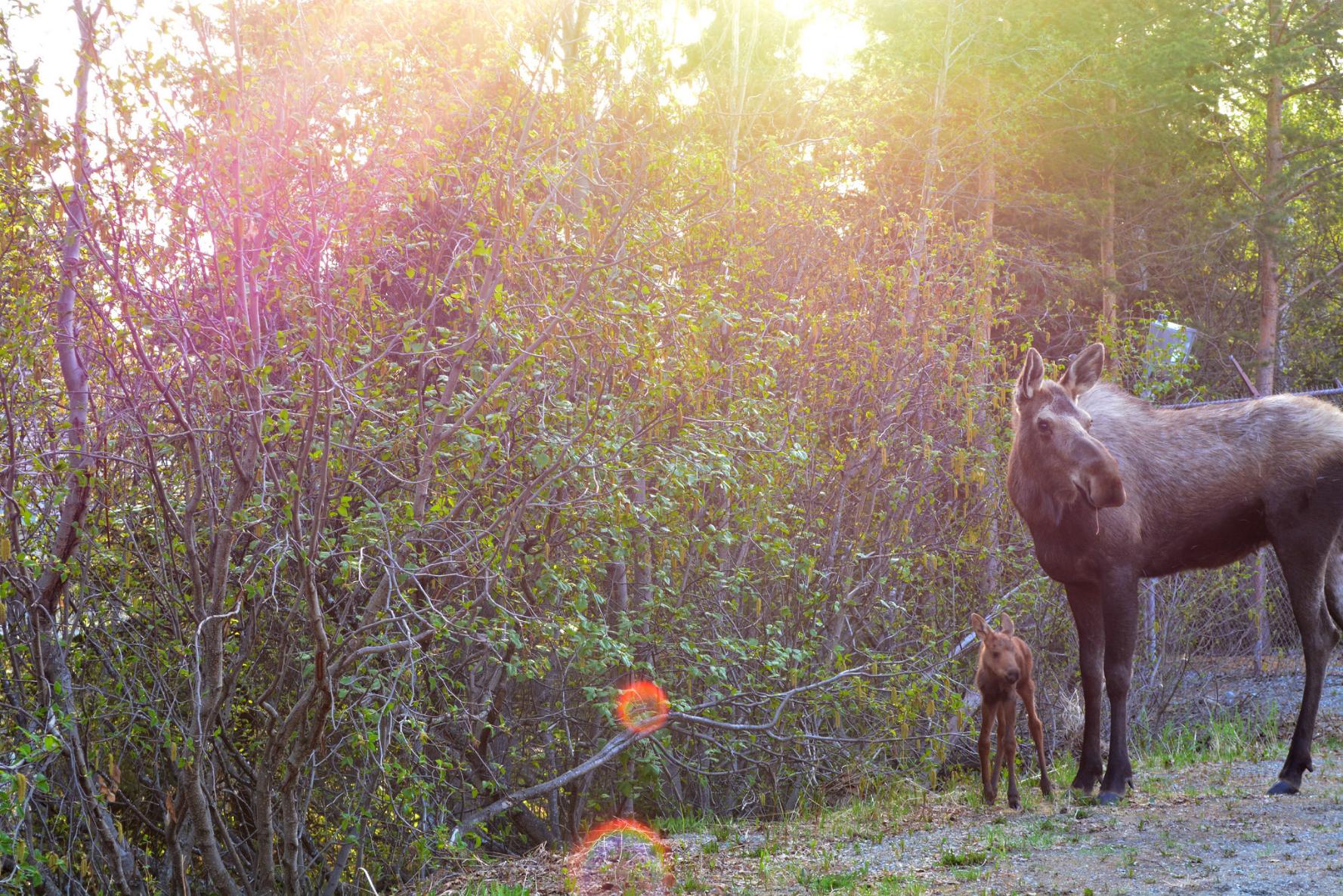 People From Around The World Share Their Intense Encounters With Wild ...