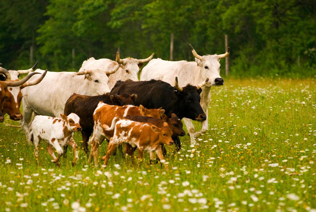 People From Around The World Share Their Intense Encounters With Wild ...