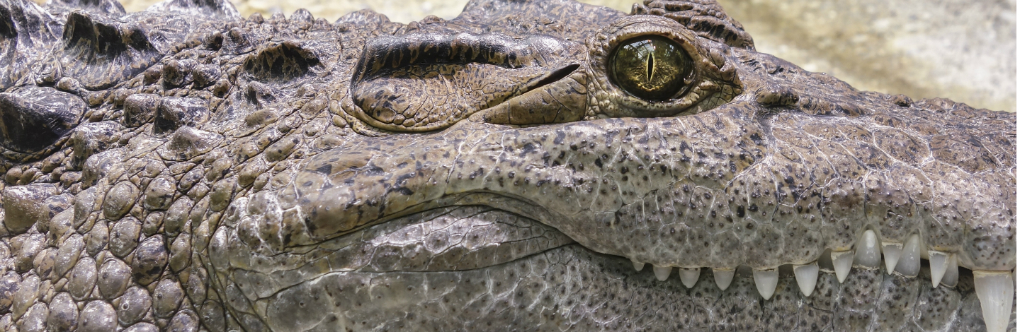 People From Around The World Share Their Intense Encounters With Wild ...