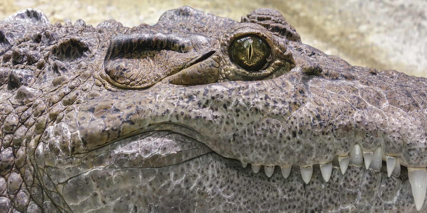 People From Around The World Share Their Intense Encounters With Wild ...