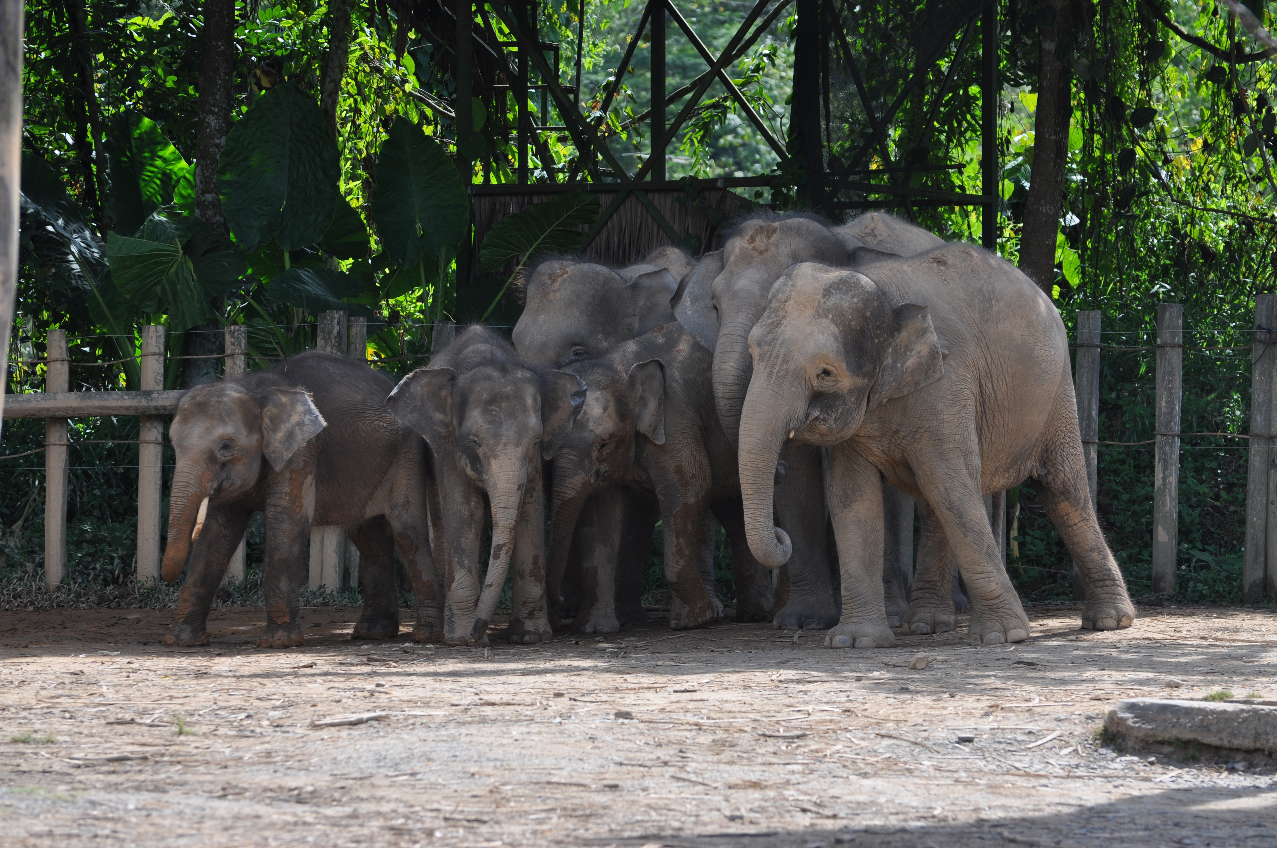 15 Of The Rarest Animals In The World - RoughMaps | Where real ...