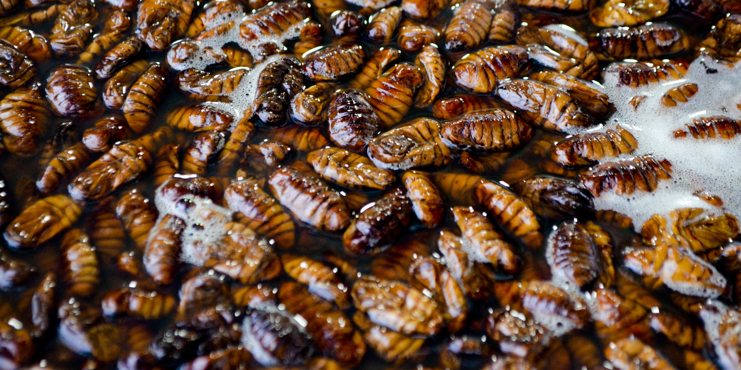 People Around The World Share The Worst Insect Infestations They Have ...