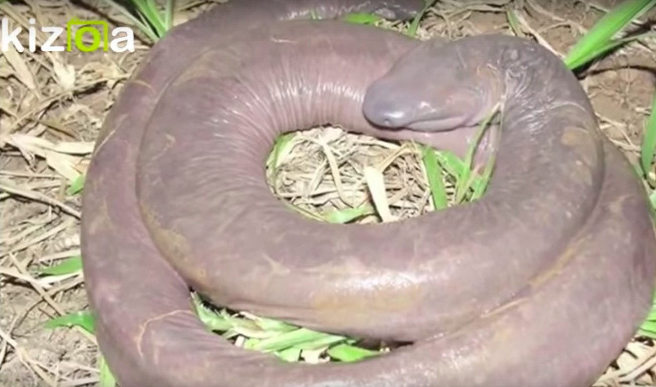 40 Animals From Around The World That Look Like Aliens – RoughMaps